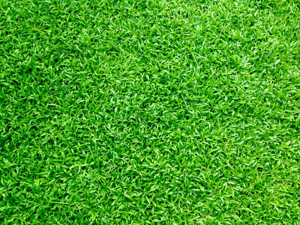 Overseeding St. Augustine Grass – Everything You Need to Know - Growing ...
