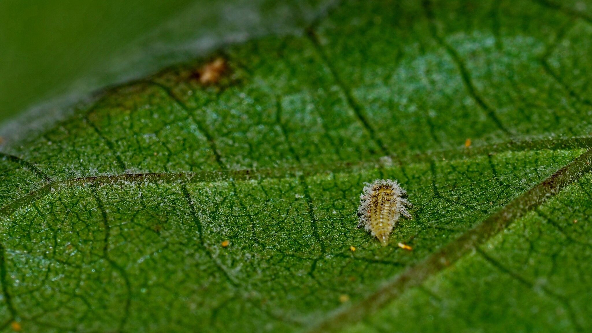 9 Tips for Dealing With Pests on Your Indoor Houseplants - Growing Magazine