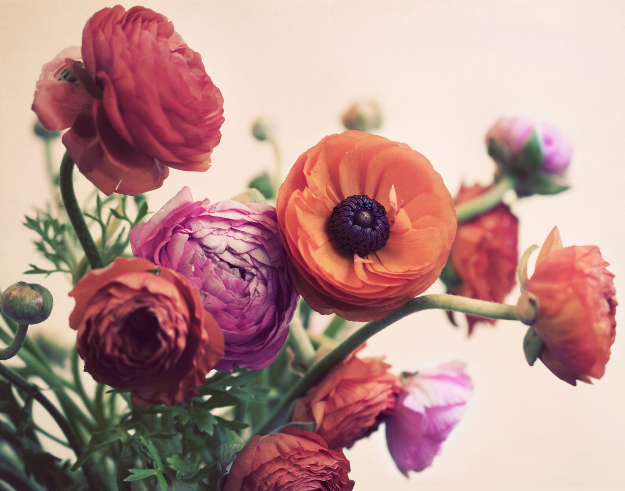 How to Grow and Nurture Ranunculus Flowers - Growing Magazine