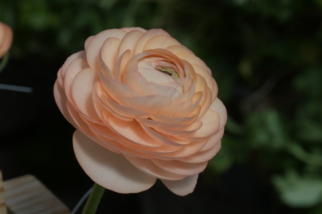 How to Grow and Nurture Ranunculus Flowers - Growing Magazine