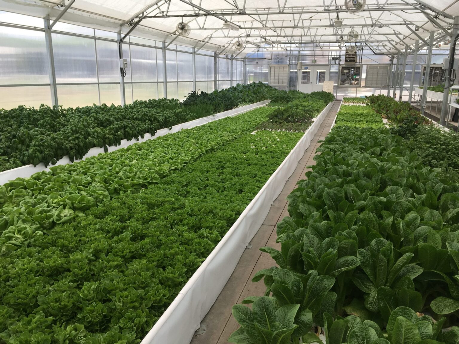 Aquaponics Farms Can Increase Food Production Through Technology And ...