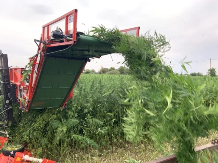 How To Harvest Hemp? A Complete Guide - Growing Magazine