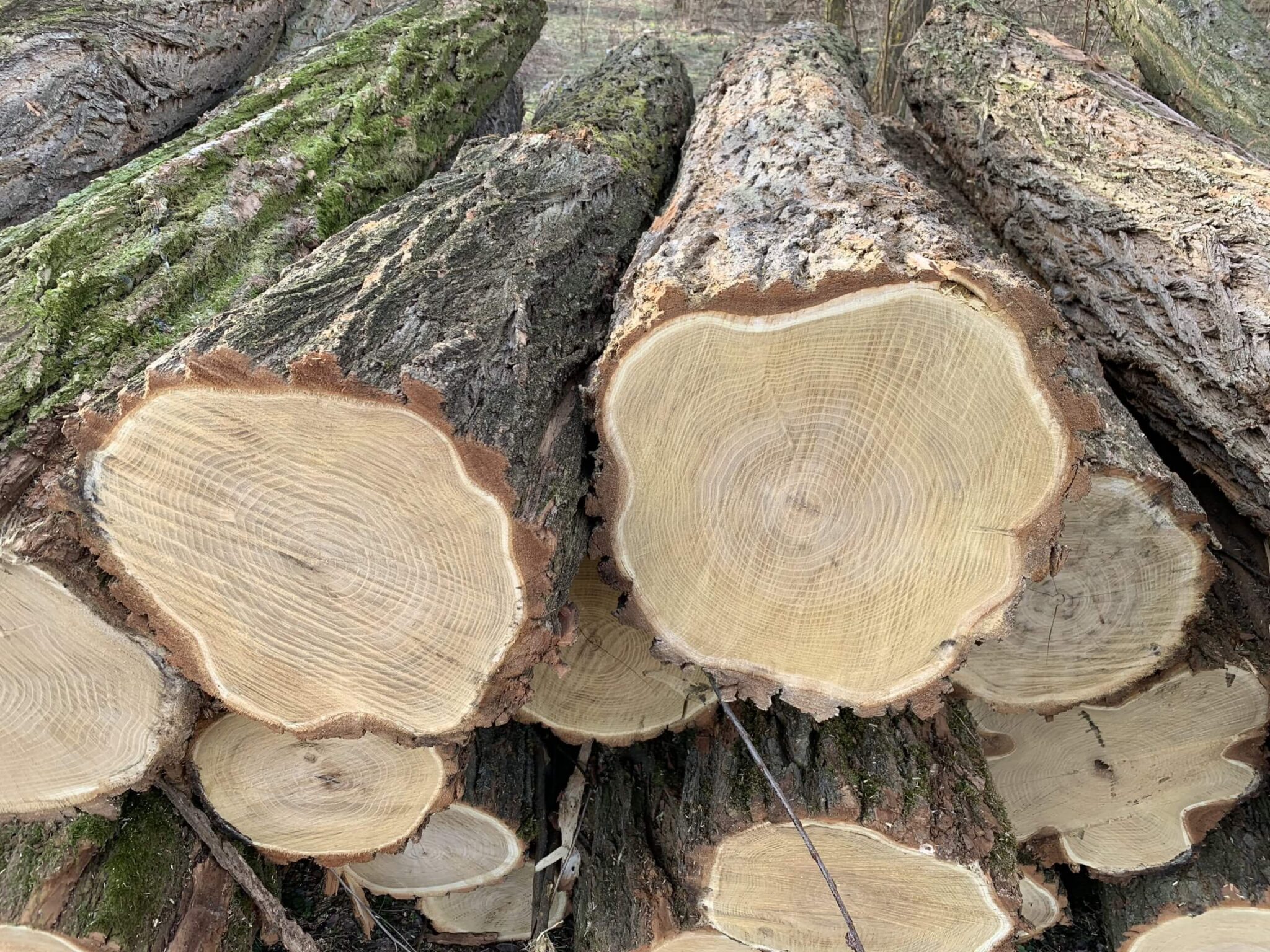 Best Firewood to Burn Chart - Guide 2024 - Growing Magazine