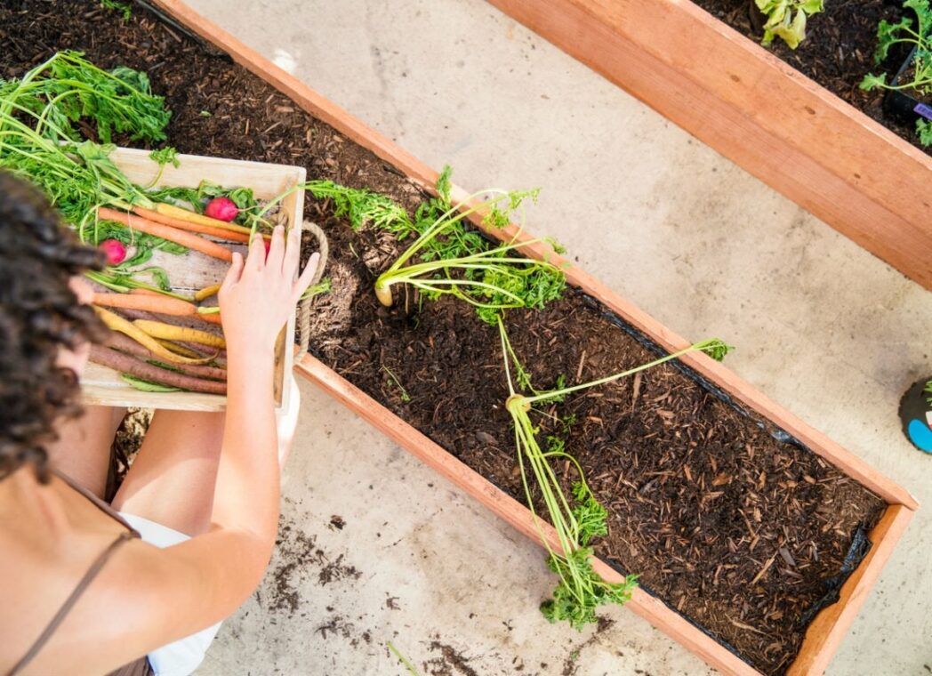 How To Set Up a Garden Bed on Concrete - Growing Magazine