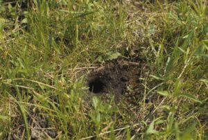 Small Holes in Yard Overnight: Reasons, Solutions, and Tips - Growing ...