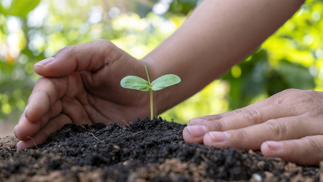 Trees & Shrubs - Differences and How to Plant Them