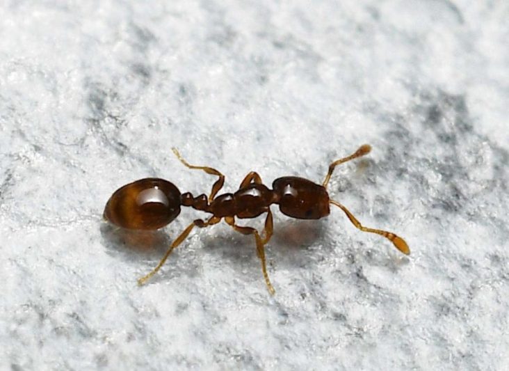 The Ultimate Guide to Removing Ants from Your Garden: How to Get Rid of ...