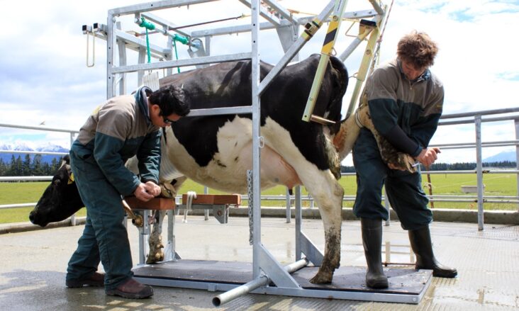 How Does a Cattle Crush Work? - Growing Magazine