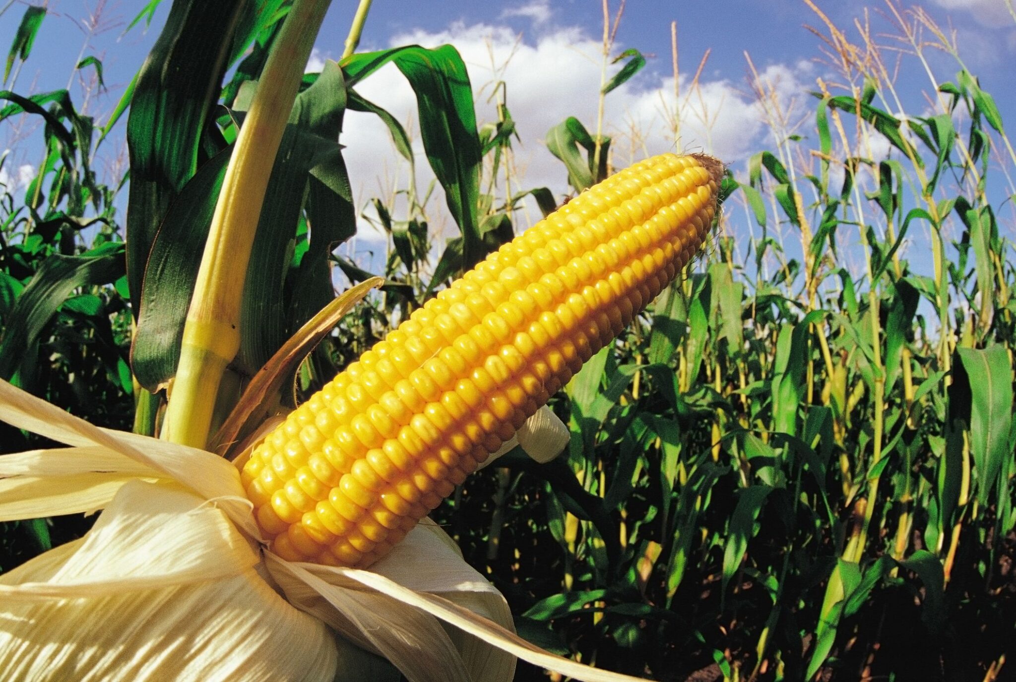 How to Grow Carrots and Sweetcorn - Growing Magazine