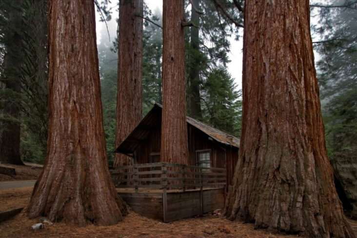 Redwood Tree Removal Cost - Growing Magazine