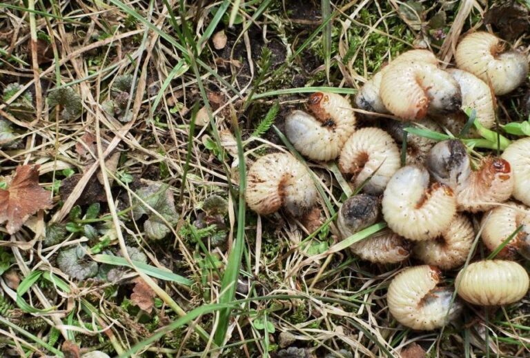 Beetle Larvae Destroying The Lawn - Preparations, Removal - Growing ...