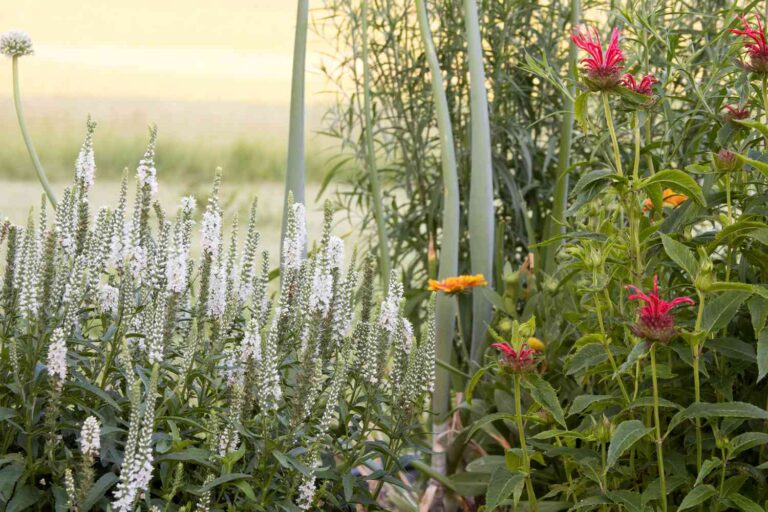 9 Tips on How To Make a Hummingbird Garden - Growing Magazine