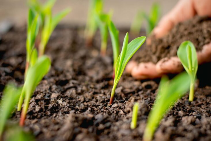 How Do You Prepare Hemp Seeds For Planting? - Growing Magazine