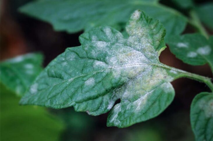 How to Combat Powdery Mildew with Home Remedies - Growing Magazine