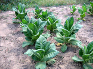 Grow a Tobacco Plant at Home: A Guide to Its Benefits in Your Garden ...