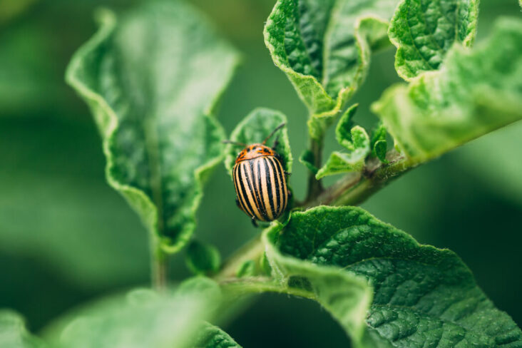 How to Identify and Control Garden Pests in Malaysia - Growing Magazine
