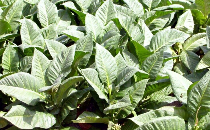 Grow a Tobacco Plant at Home: A Guide to Its Benefits in Your Garden ...