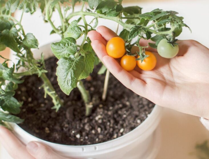 Going Organic: Stop Relying On Non-Organic Vegetables And Start ...