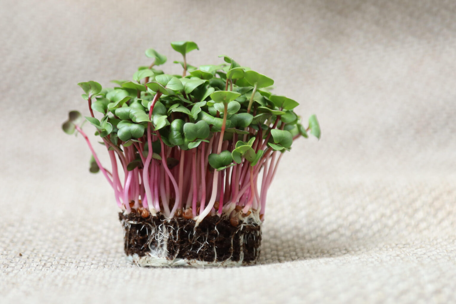 Sprouts vs Microgreens: What's the Difference and Which One is Best for ...