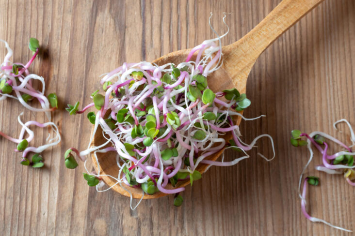 Sprouts vs Microgreens: What's the Difference and Which One is Best for ...