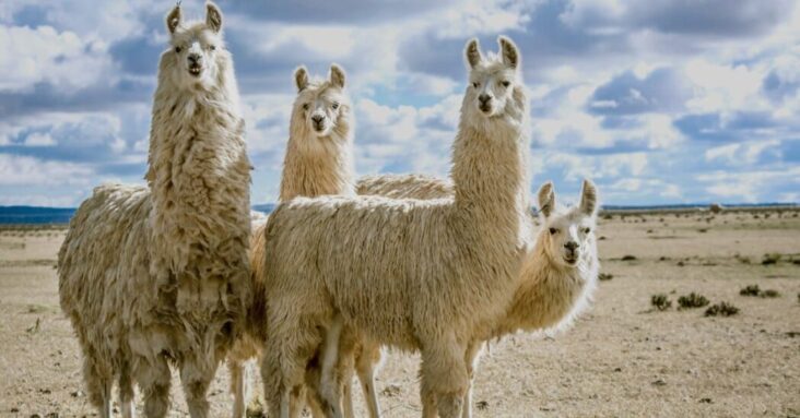 Behind The Scenes At A Llama Farm: How They Operate-2024 Guide ...