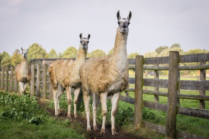 Behind The Scenes At A Llama Farm: How They Operate-2024 Guide - Growing Magazine