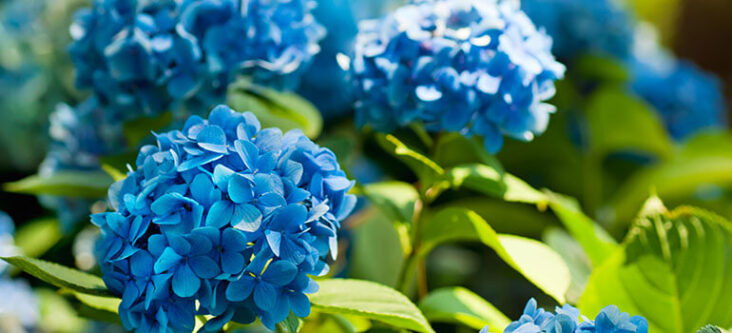 How to Identify and Deal With Hazardous Plants in Your Garden - Growing ...