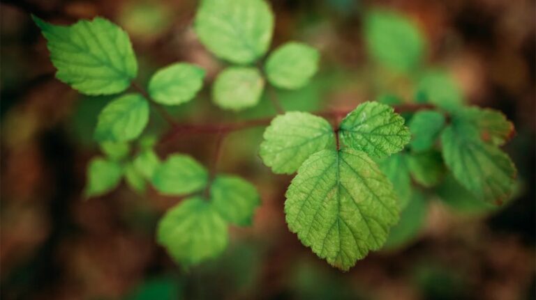 How to Identify and Deal With Hazardous Plants in Your Garden - Growing ...