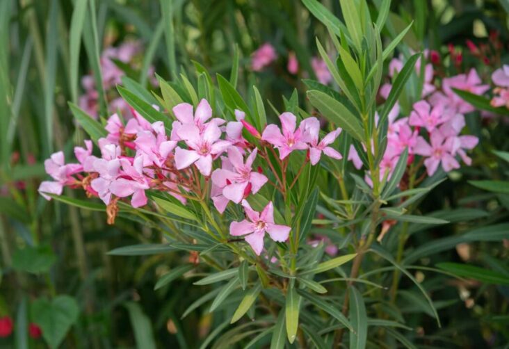 How to Identify and Deal With Hazardous Plants in Your Garden - Growing ...