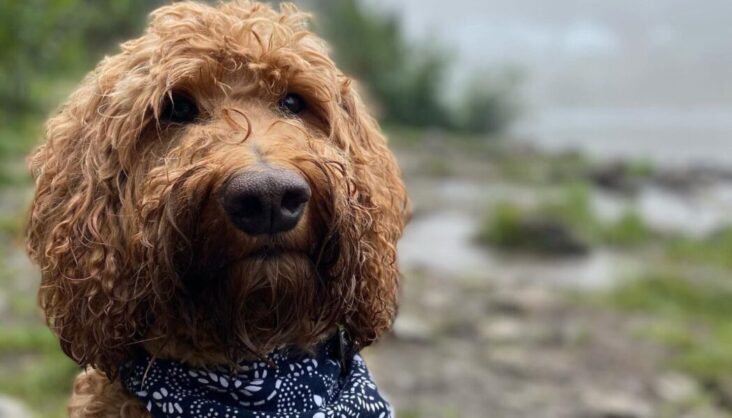 Garden Therapy: How Gardening Can Benefit Your Doodle Dog’s Health and ...