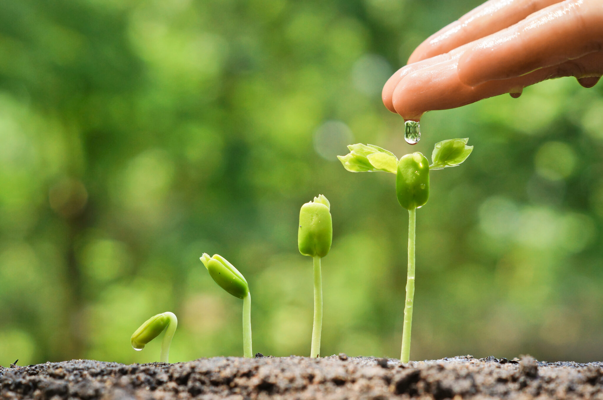 Growing Minds: How Gardening Can Help Teach STEM Concepts - Growing ...