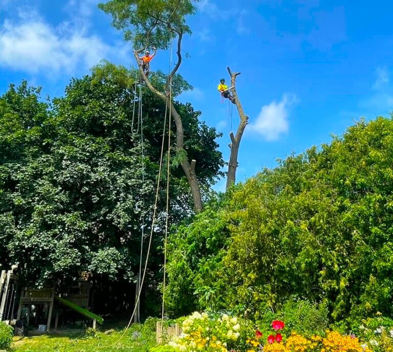 The Green Guardians: Exploring the Vital Role of Arborists in Urban ...