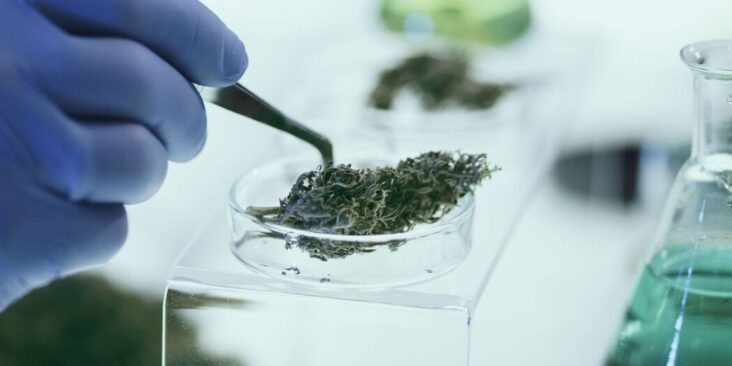 Cultivating Hemp Plants To Extract Beneficial Cannabinoids - Growing ...