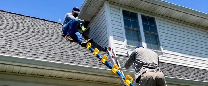 Pest Control Bellevue NE: Protecting Your Rooftop Plants