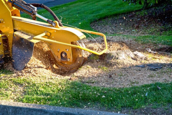 Tree Removal 101: Signs, Costs, And What To Expect - Growing Magazine