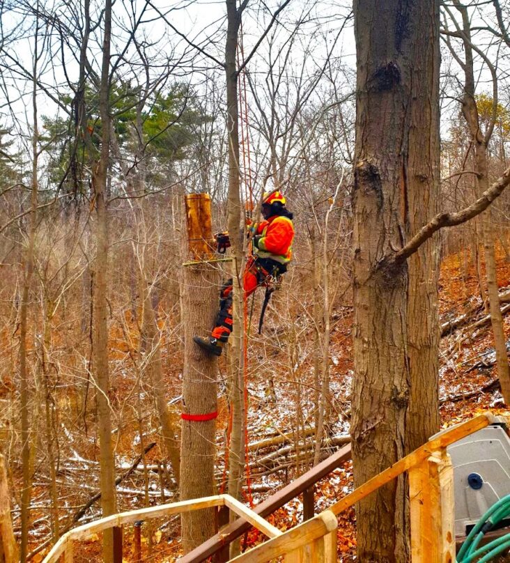 The Green Guardians: Exploring the Vital Role of Arborists in Urban ...