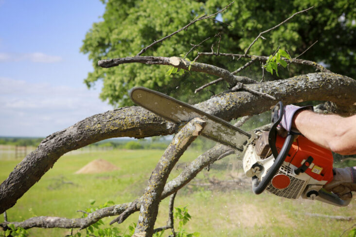Tree Removal 101: Signs, Costs, And What To Expect - Growing Magazine