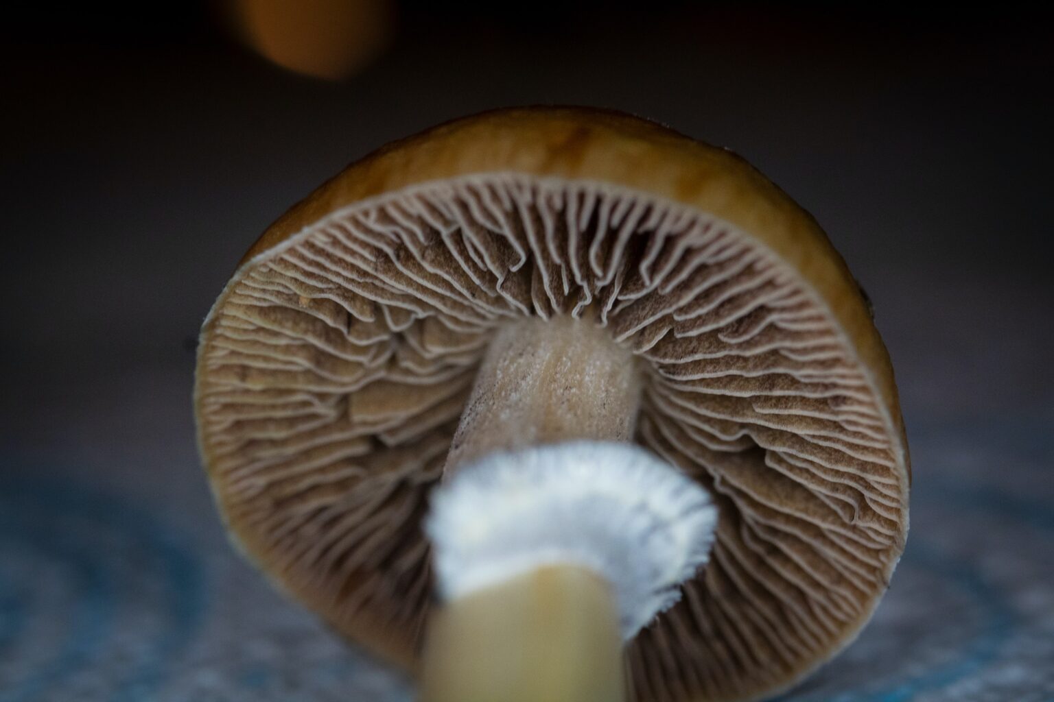 A Beginner's Guide to Fungi Identification - Growing Magazine