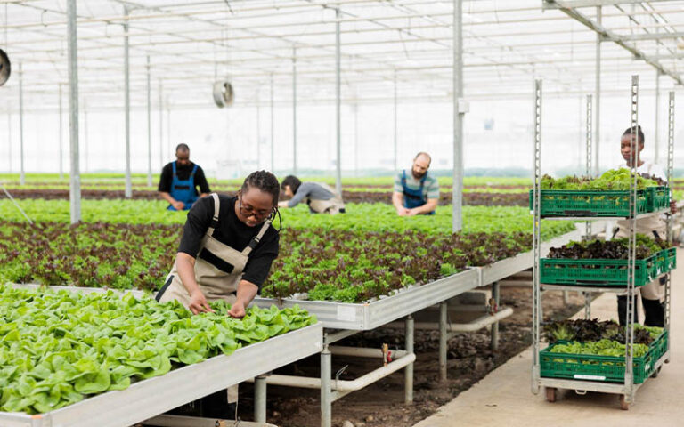 Maximizing Crop Yields with Hydroponic Nutrients - Growing Magazine