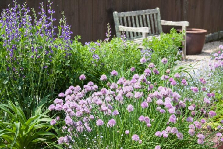 Garden Guardians: Safely Protecting Your Garden from Wild Animals ...
