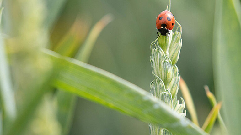 4 Advantages of Using All-Natural Farm Pest Control