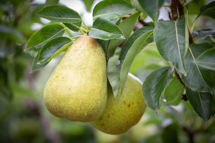Pear Tree Varieties: Choosing the Best for Your Garden - Growing Magazine