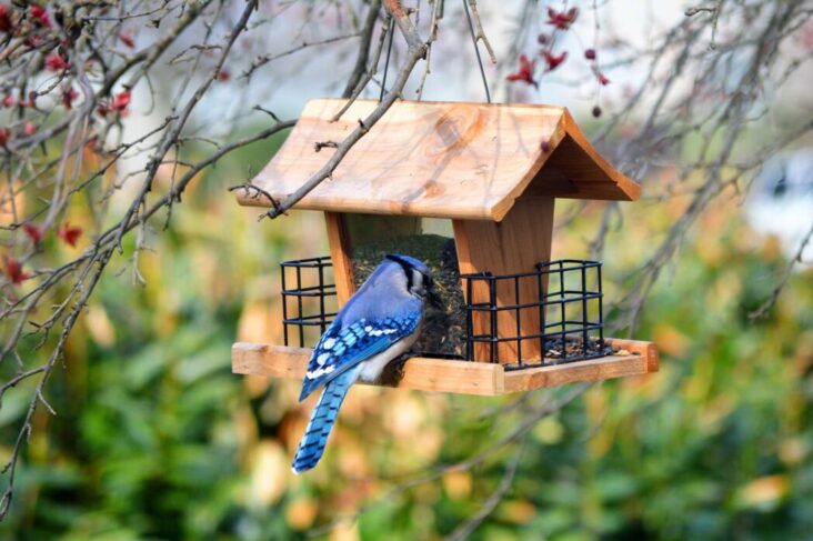 Bringing Nature Home: How to Attract and Feed Wild Birds to Your ...