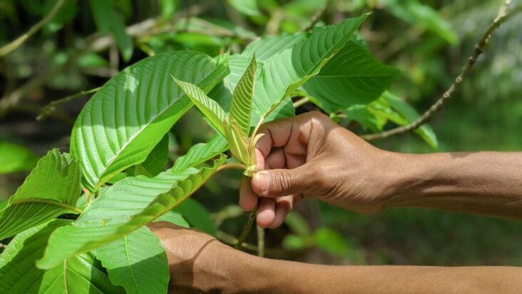 What Are The Major Factors To Consider While Growing Kratom? - Growing ...