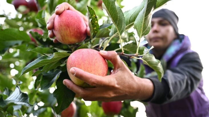 Why Tree Trimming Is Important - Growing Magazine