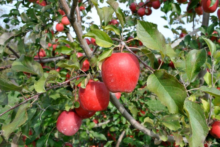 The Ultimate Buyer's Guide to Apple Trees: What to Know Before ...