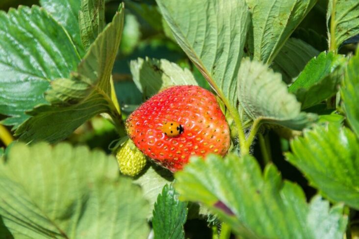 Strawberry Plant Diseases and Pests: Prevention and Treatment - Growing ...