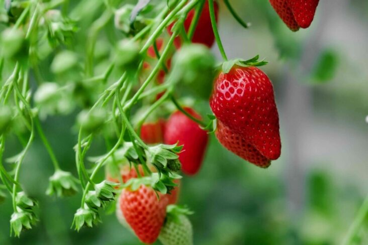 Strawberry Plant Diseases and Pests: Prevention and Treatment - Growing ...