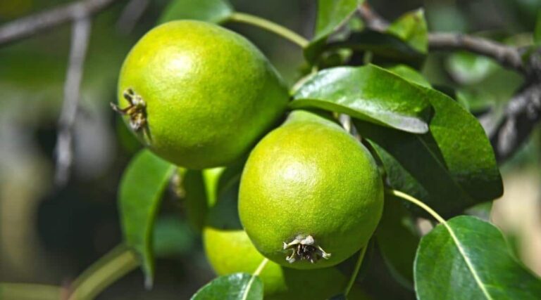 The Pear-Fect Guide: Growing and Caring for Pear Trees - Growing Magazine
