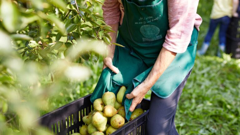 The Pear-Fect Guide: Growing and Caring for Pear Trees - Growing Magazine